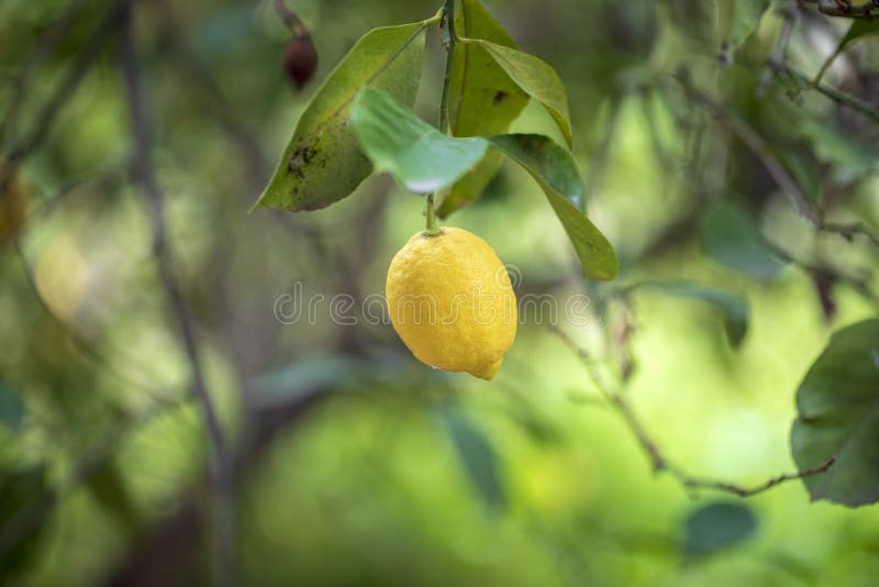 Organic lemon tree stock image. Image of agriculture - 171429793