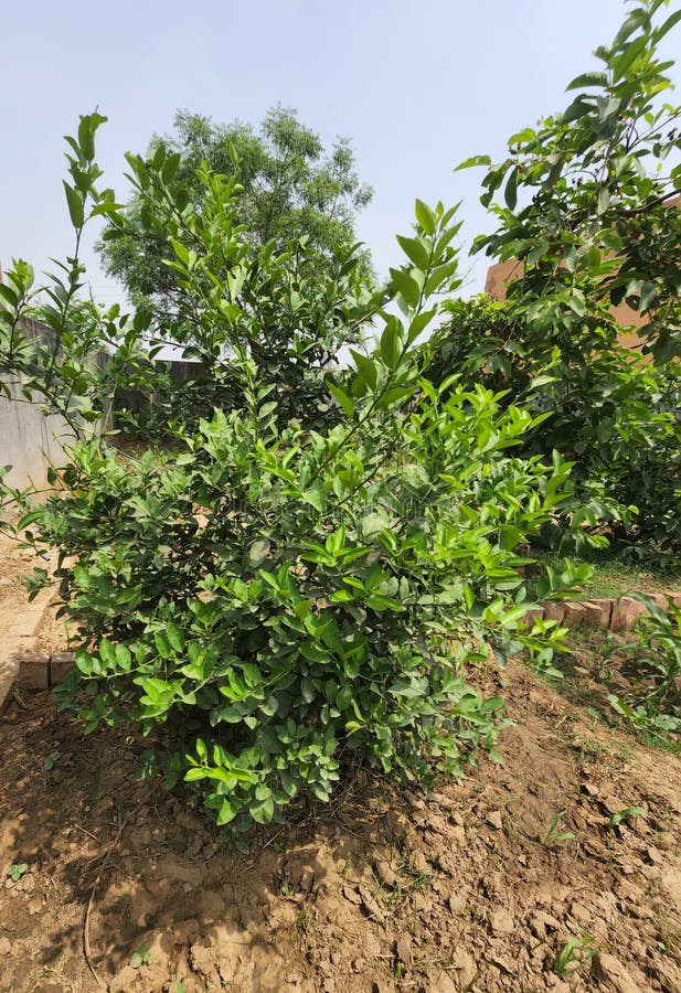Organic Fresh Lemon Plant Tree, Soil Stock Image - Image of plant ...