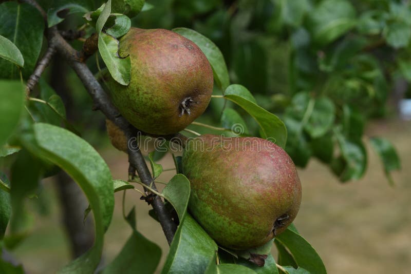 Organic Fresh Pears Hanging on a Pear Tree Stock Image - Image of ...