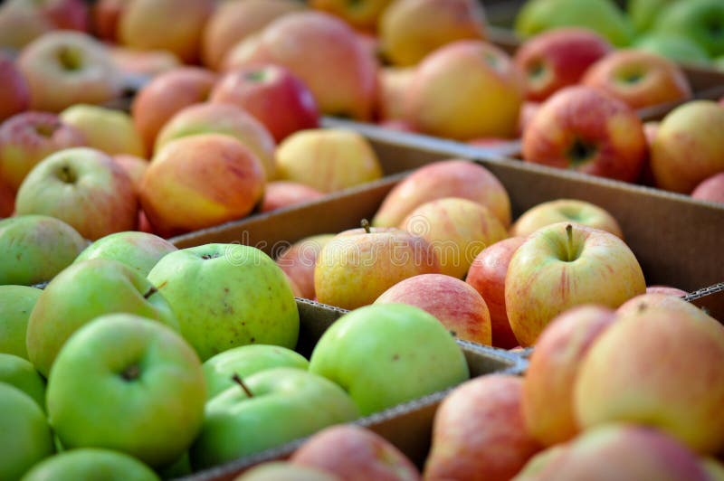 Organic Fresh and Ripe Apples in a Box Stock Image - Image of fruit ...