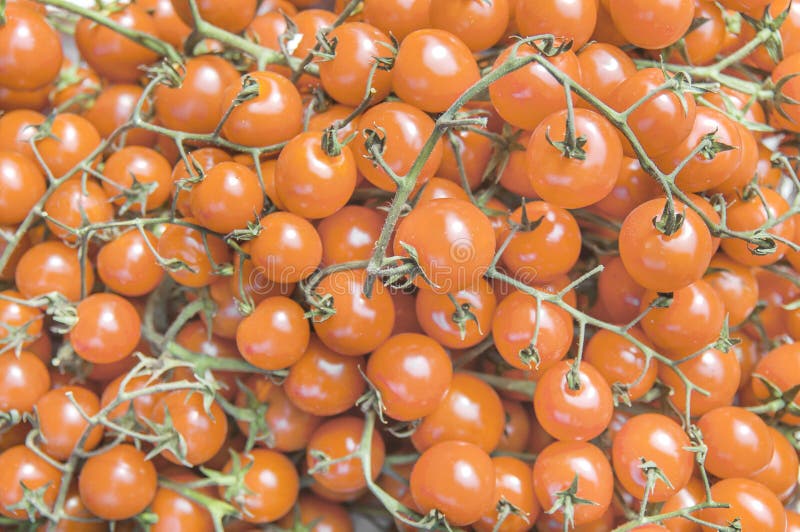 Organic Fresh Small Orange Ripe Cherry Tomatoes on the Market on Sunny ...