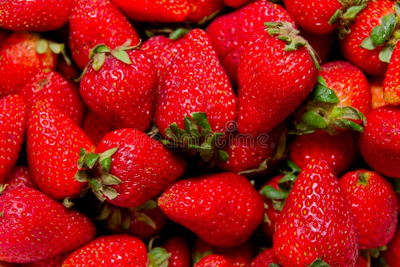 Organic fresh strawberries stock photo. Image of delicious - 26379050