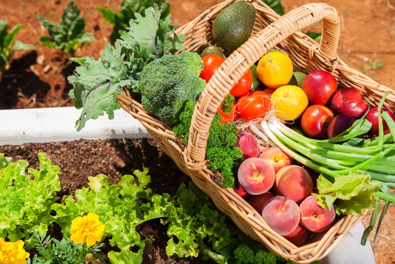 Organic Fruit and Vegetables Stock Image - Image of kale, garden: 46494197