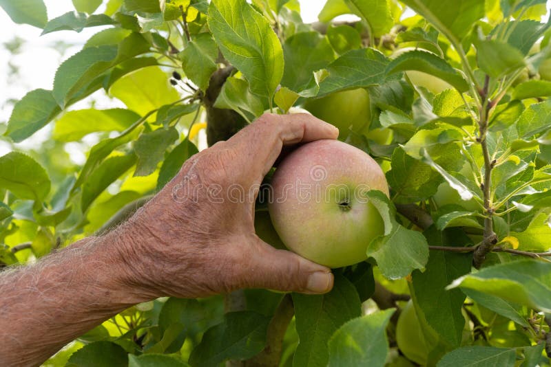 Organic Fruit and Vegetables. Farmer Take an Apple from the Apple Tree ...