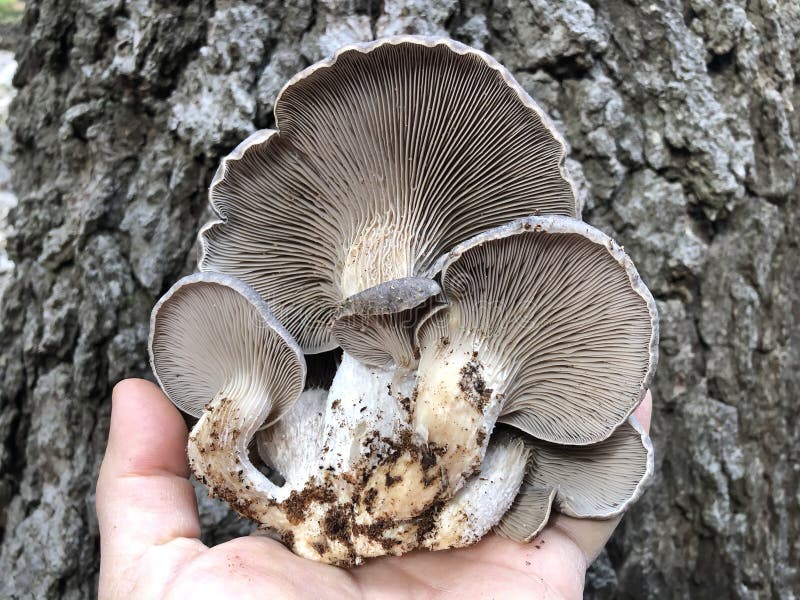 Organic Fungus that Grows on the Rot of Spruce Trees in the Mountains ...