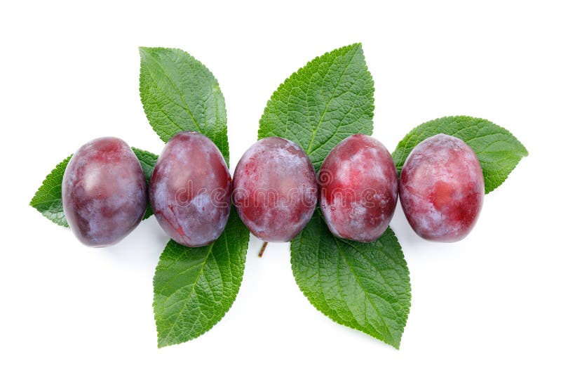 Organic Garden Plums with Leaves on a White Background Stock Image ...