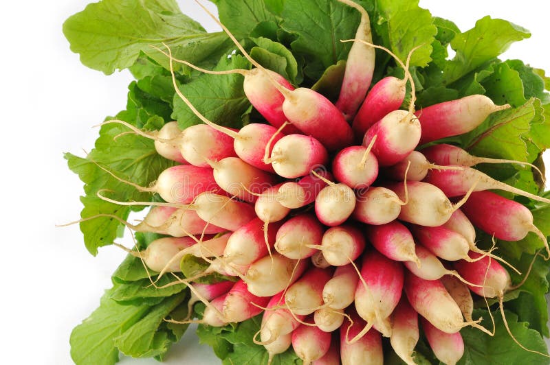 Radish Bunch with Dirt, in Hand Stock Image - Image of meal, nutrition ...