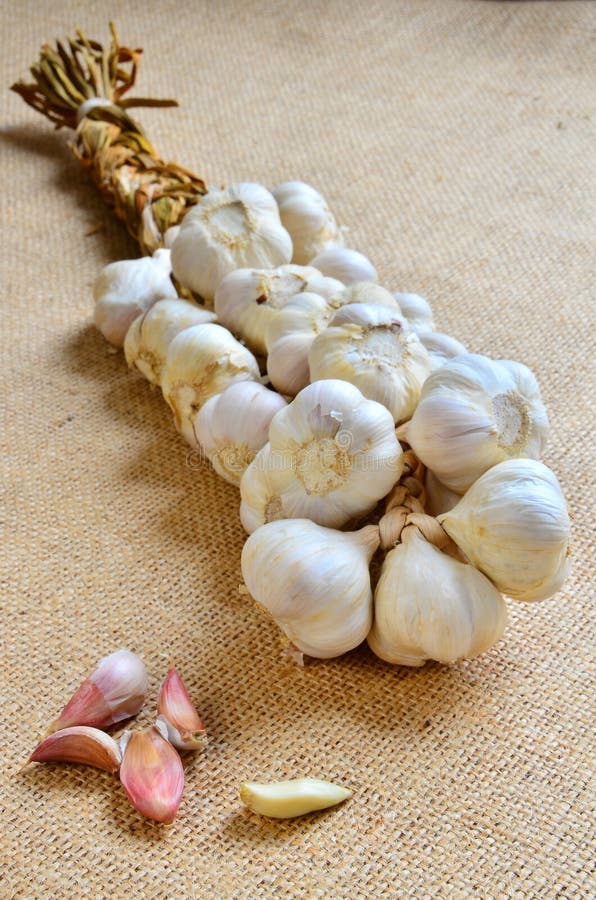 Organic garlic stock photo. Image of bulb, garlic, seasoning - 18366098