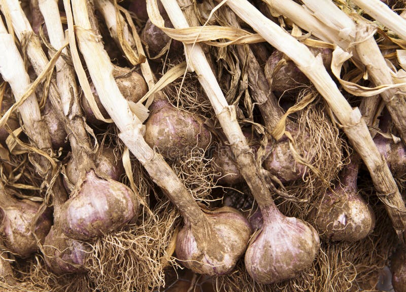 Organic Garlic stock image. Image of garlic, moon, root - 27194837