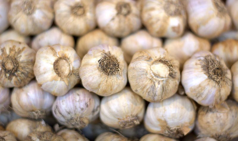 Organic Garlic stock photo. Image of andalusia, agriculture - 98063804