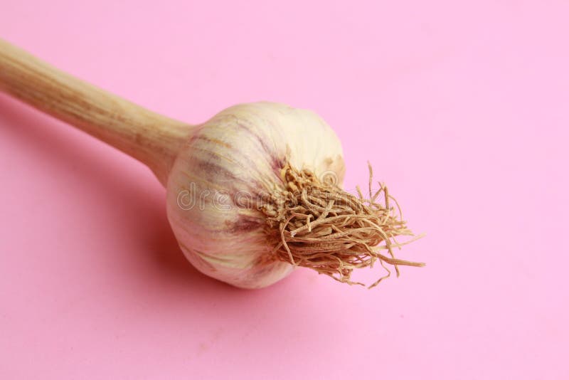 Organic Garlic Bulb Isolated on Pink Background Stock Photo - Image of ...
