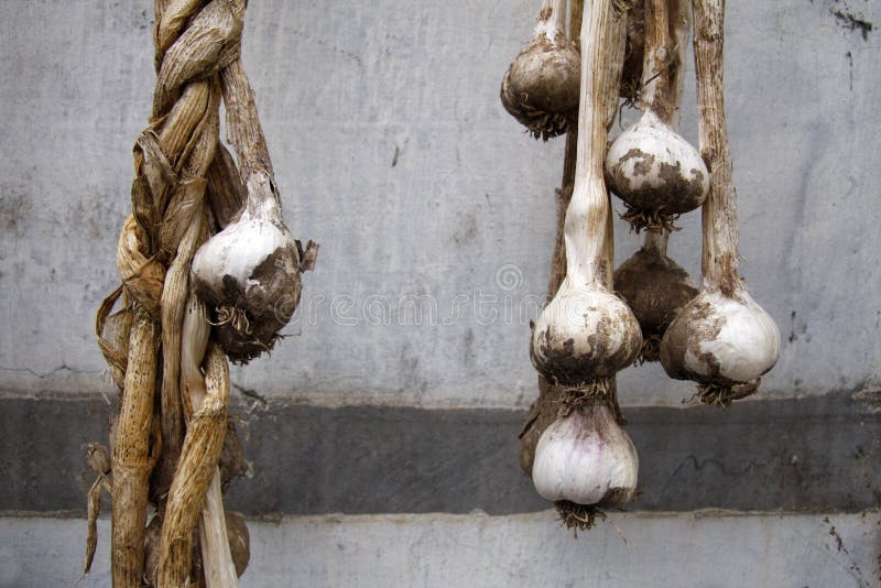 Organic Garlic Drying stock photo. Image of fresh, agriculture - 21712122