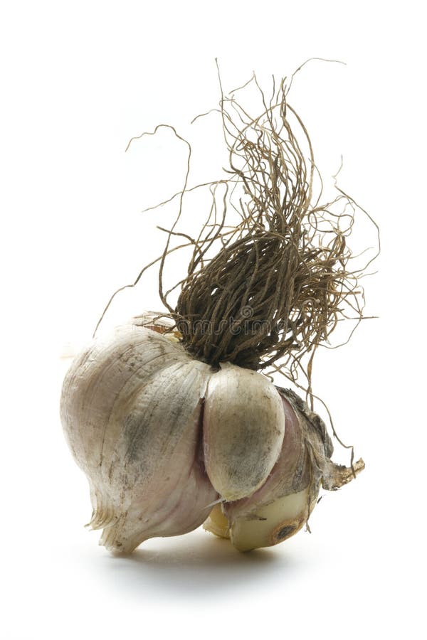 Organic garlic stock photo. Image of dirty, isolated - 34965094
