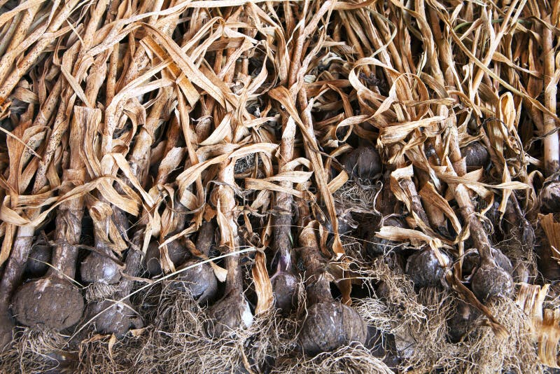 Organic Garlic Drying stock photo. Image of brown, dried - 16528342