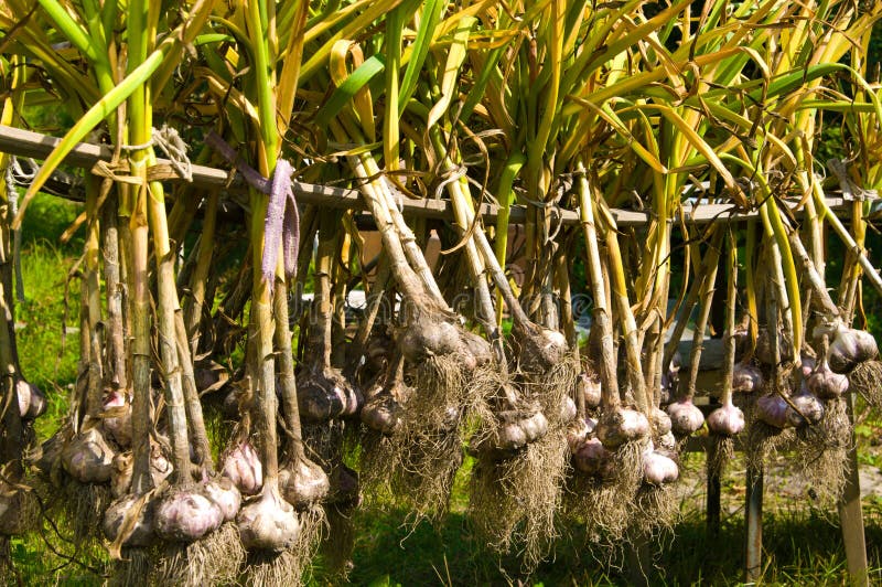 Organic Garlic Drying stock photo. Image of food, country - 21712122