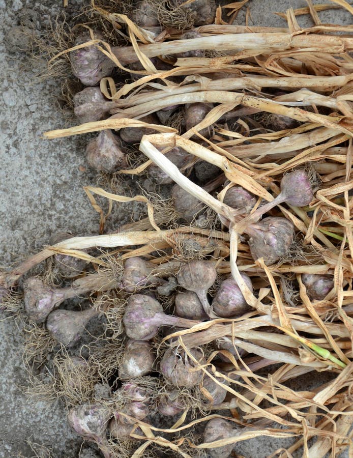 Organic garlic stock photo. Image of allium, rootage - 41602170