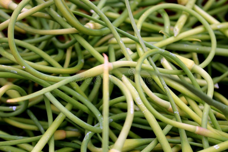 Organic Garlic Sprouts stock photo. Image of curly, antioxidant - 74747404