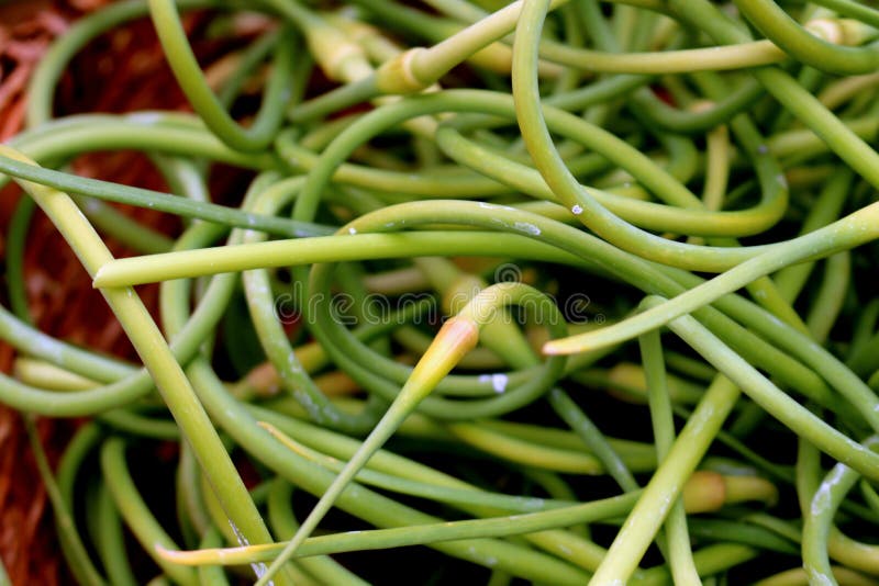 Organic Garlic Sprouts stock photo. Image of food, fresh - 74747480