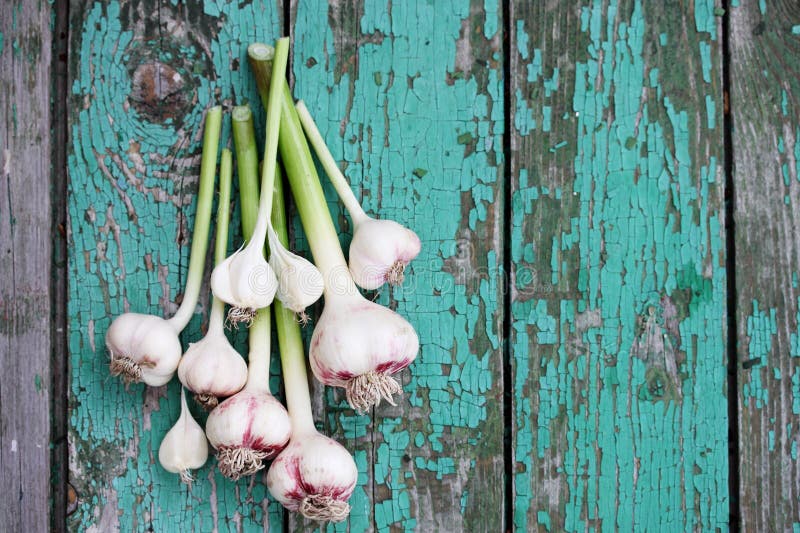 Organic garlic, top view stock image. Image of freshness - 56926849