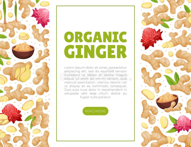 Organic Ginger Design with Root and Blooming Flower Vector Template ...