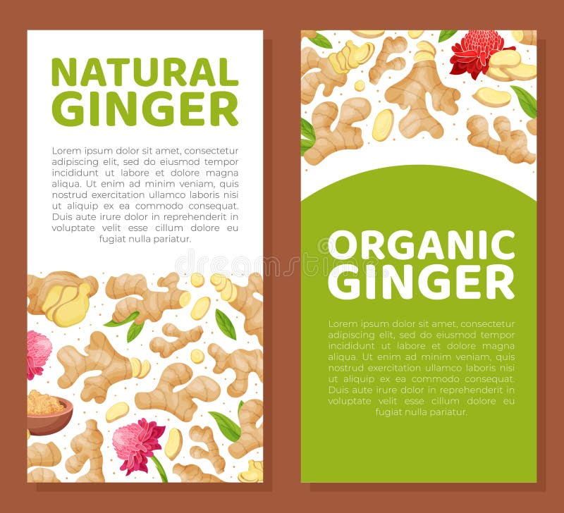 Organic Ginger Design with Root and Blooming Flower Vector Template ...
