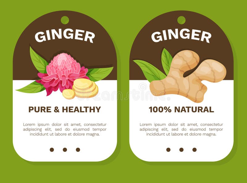 Organic Ginger Product Label Design with Root Vector Template Stock ...