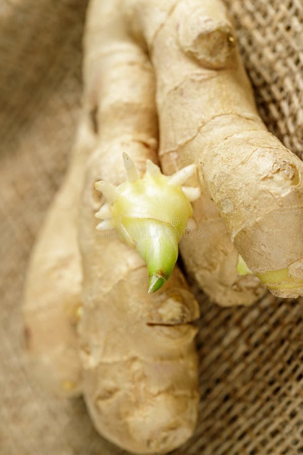 Organic Ginger with Sprout Closeup Stock Image - Image of process ...