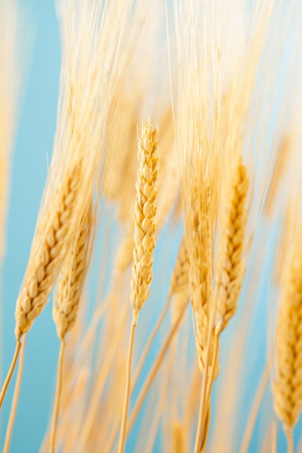 Organic Golden Wheat Crop stock image. Image of fiber - 33884541