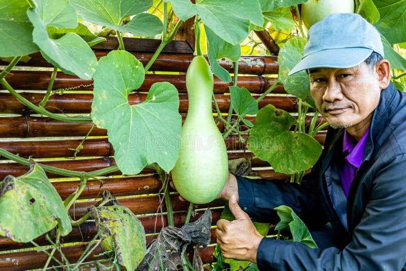 Fresh Green Gourds with Gardeners Stock Photo - Image of hanging ...