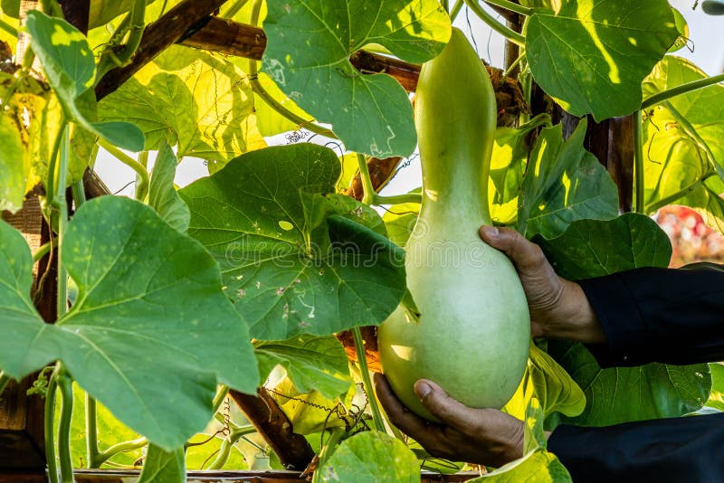 Fresh Green Gourds with Gardeners Stock Image - Image of closeup ...
