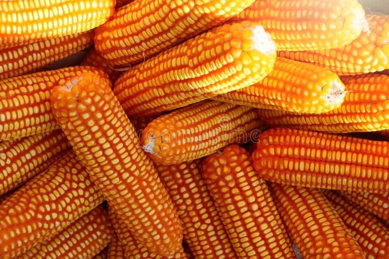 The Organic Grain Yellow Corn Seed or Maize and Dry Corn Cob Background ...