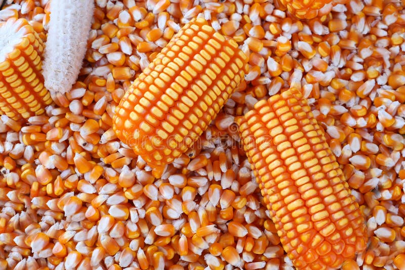 The Organic Grain Yellow Corn Seed or Maize and Dry Corn Cob Background ...
