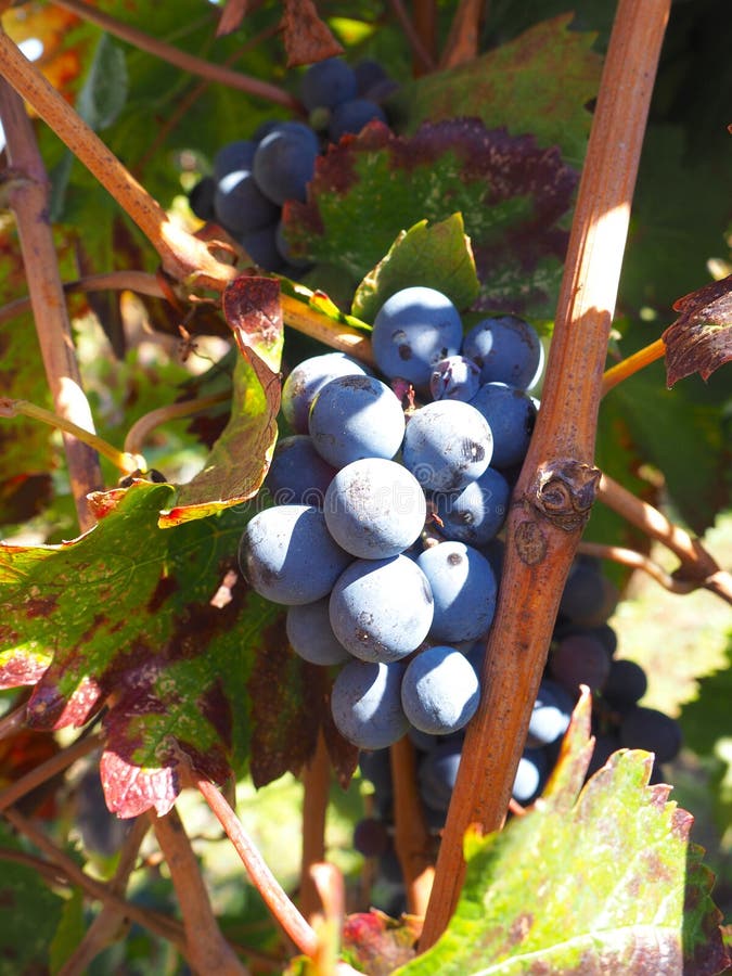Organic Grapes stock photo. Image of bunch, growing, healthy - 78800370