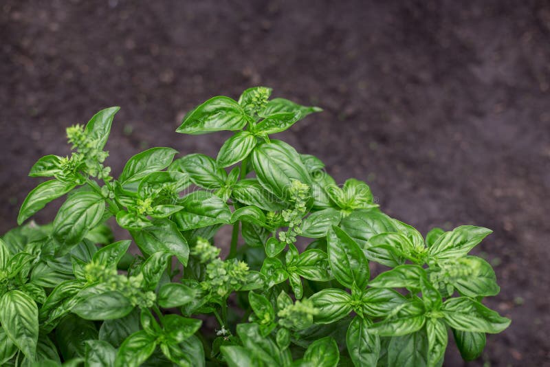 Organic Green Basil Plant in the Garden Stock Image - Image of fresh ...