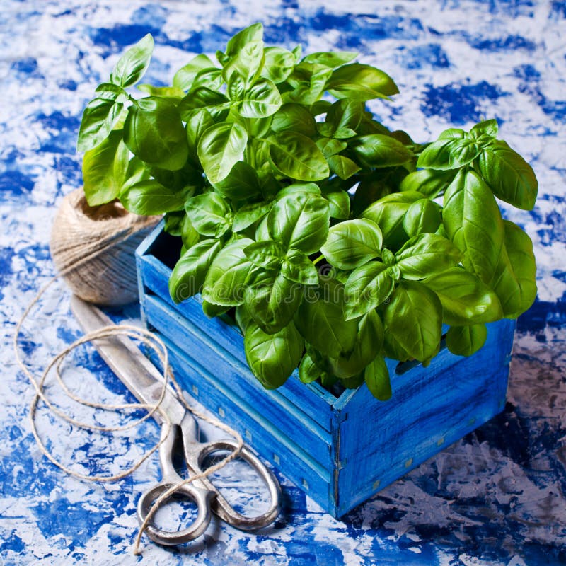 Organic green basil stock photo. Image of leaves, botanical - 71128496
