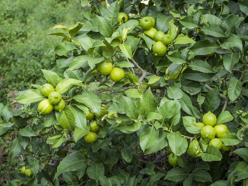 Organic Green Bio Lemon Tree Stock Photo - Image of color, crop: 118188892