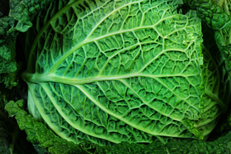 Organic Green Cabbage Leaf Extreme Close-up with Small Details Stock ...