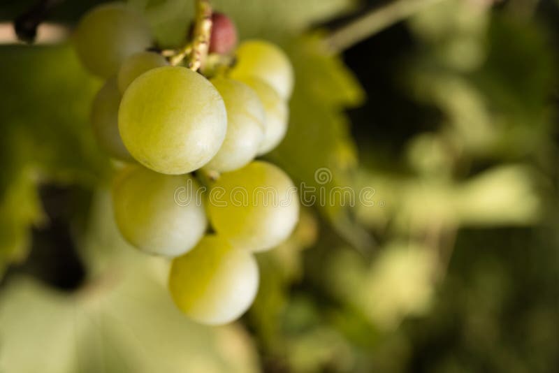 Organic Green Grape Tree Vine Plant in Autumn or Fall Stock Image ...