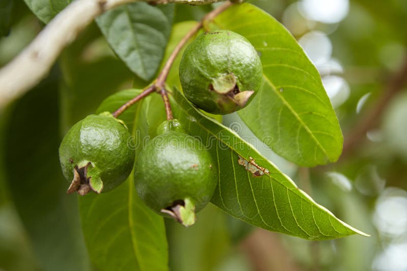 Organic Guava on tree stock image. Image of plant, natural - 124675853