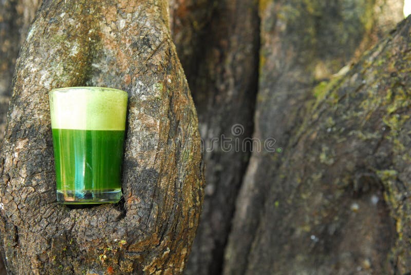 Organic Green Healing Nature Herbs and Vegetables Stock Photo - Image ...