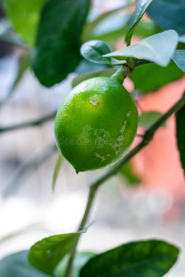 Organic Green Lemons Close Up in the Garden on the Tree Stock Image ...
