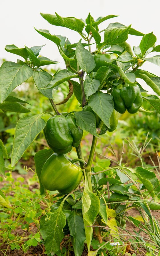 Organic Green Peppers in the Garden Stock Photo - Image of agriculture ...