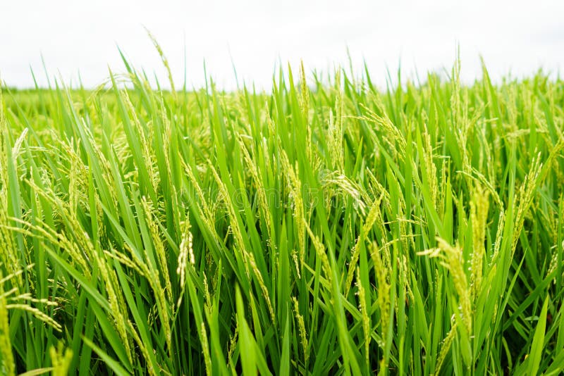 Rice Paddy Plant in Sumatra - Indonesia Stock Photo - Image of nature ...