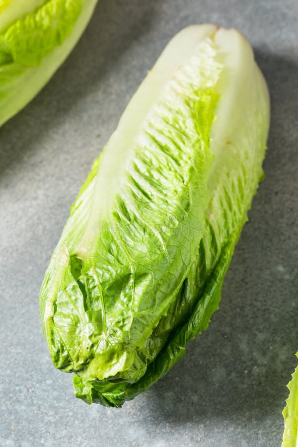 Organic Green Romaine Lettuce Head Stock Image - Image of vegetarian ...