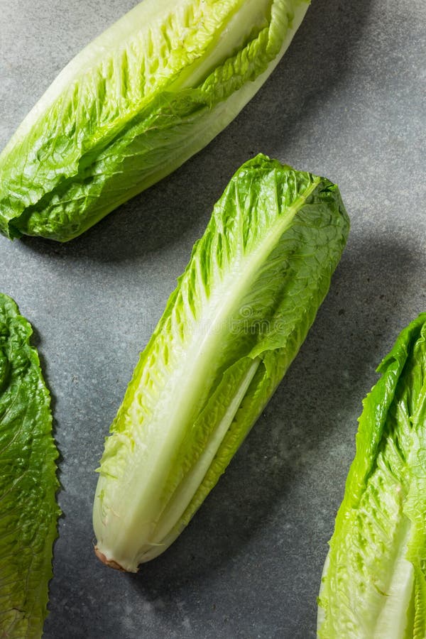 Organic Green Romaine Lettuce Head Stock Photo - Image of leafy ...
