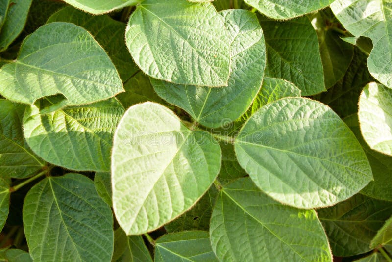 Close Up of Male Farmer Hand Examining Soybean Plant Leaf Stock Photo ...