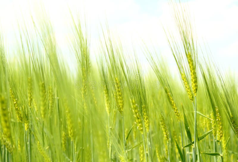 Organic Green Spring Grains Stock Image - Image of green, cloud: 14651817