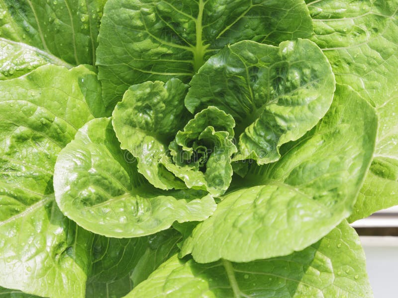 Organic Green Vegetable Farm Stock Image - Image of greenhouse, plant ...