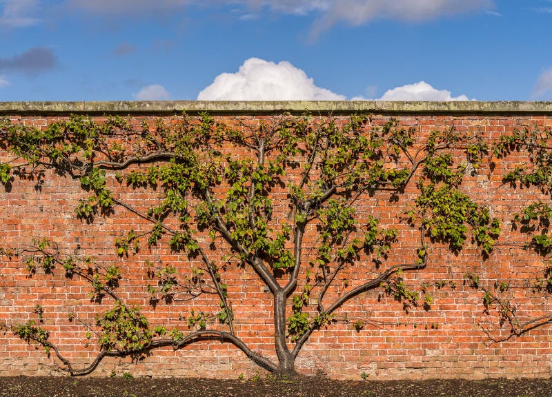 Best Time To Plant A Greengage Tree at Martin Loya blog