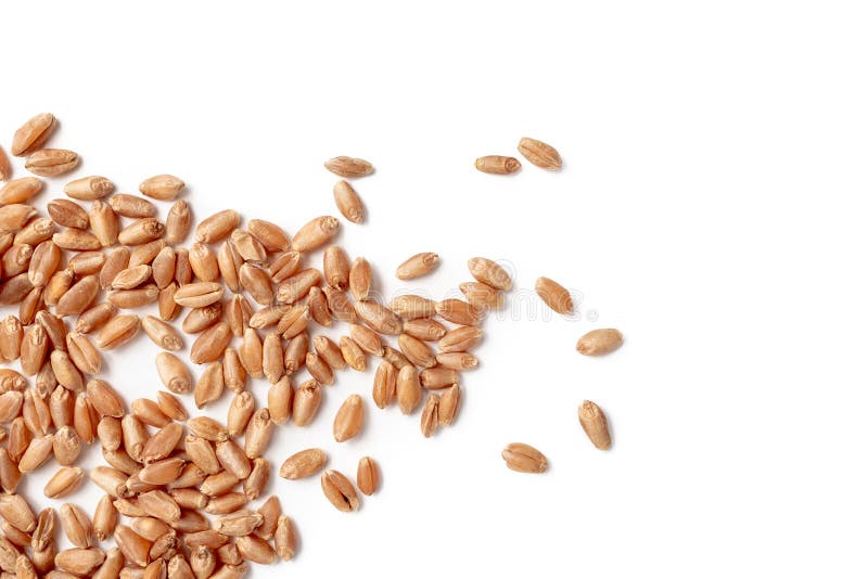 Organic Hard Red Spring Wheat Kernels Randomly Spread. Stock Photo ...